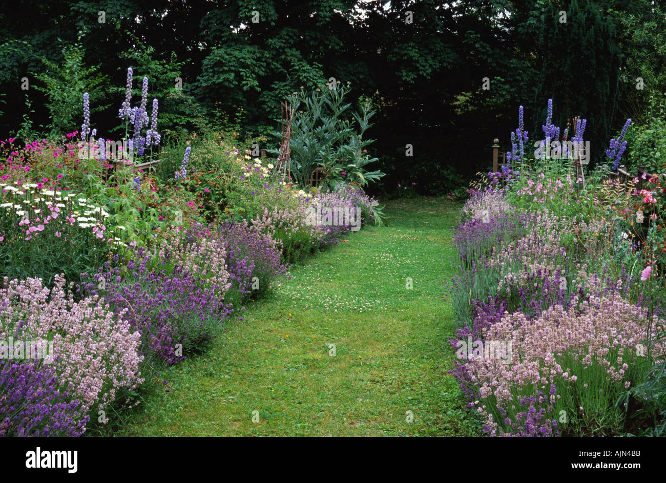 Hidcote pink lavender hi-res stock photography and images - Alamy