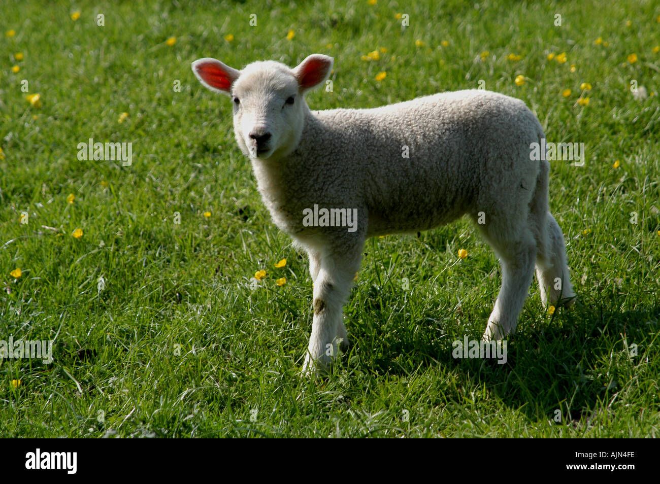 Four sheep legs hi-res stock photography and images - Alamy