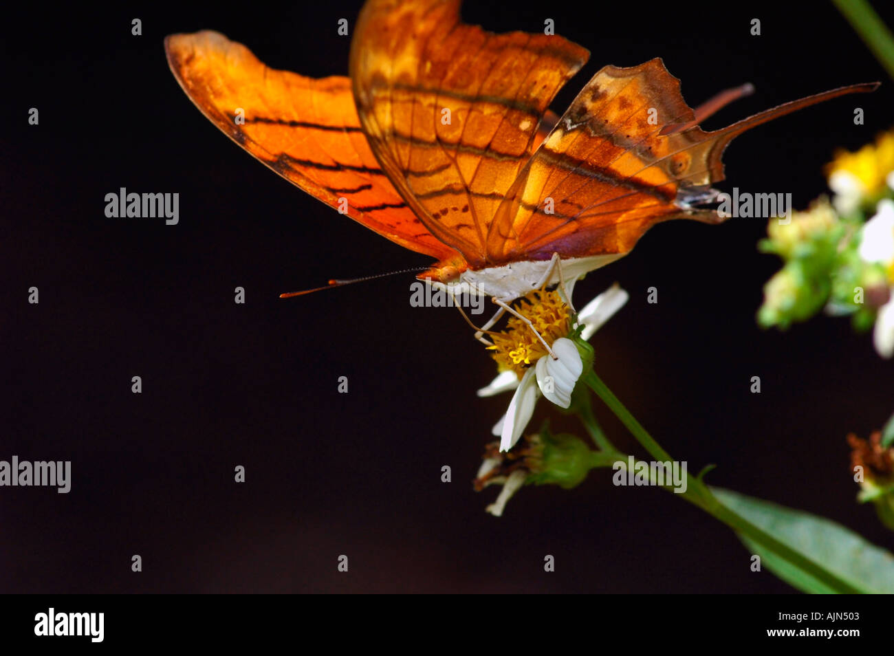 Daggerwing Stock Photos & Daggerwing Stock Images - Alamy
