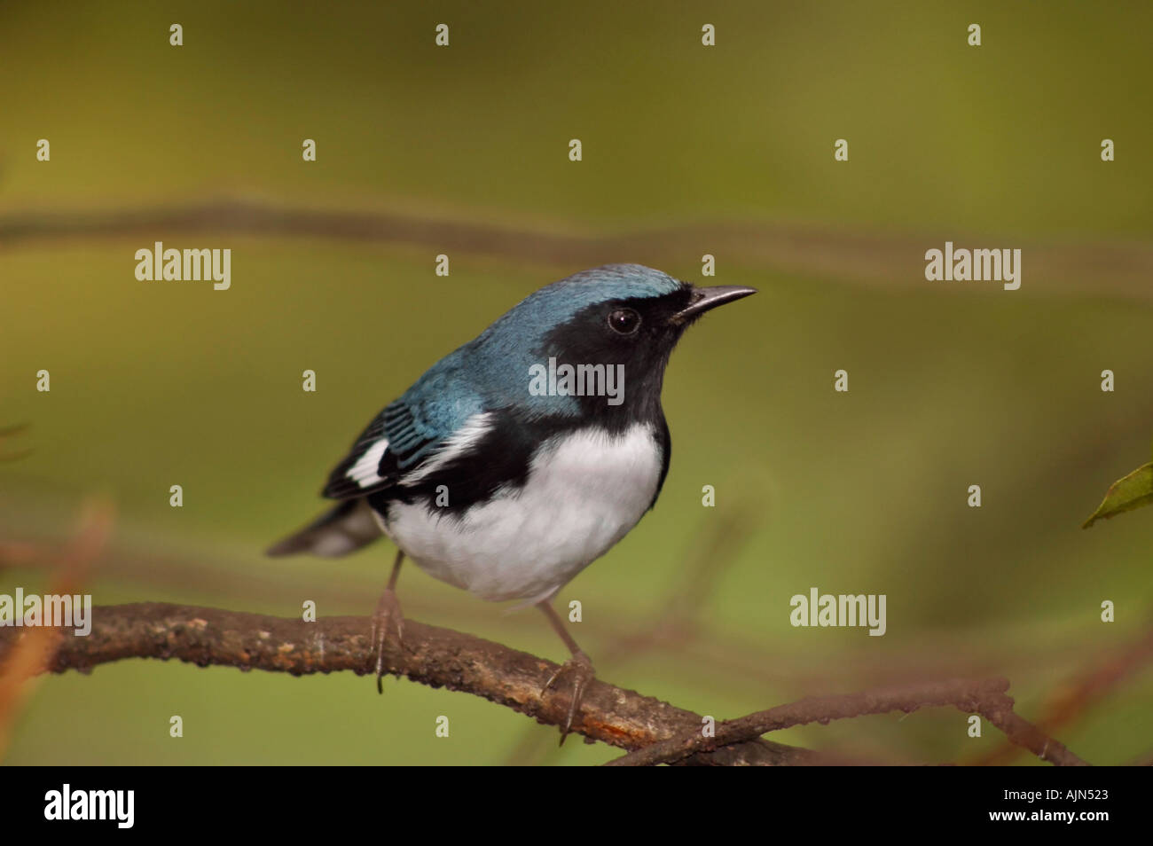 Black throated Blue Warbler Dendroica caerulescens South Florida USA ...