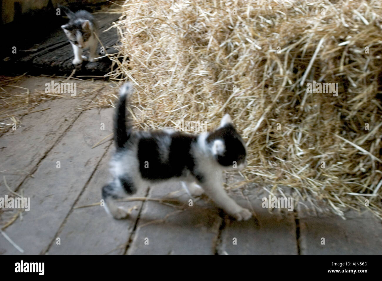 Kitten in barn Stock Photo - Alamy