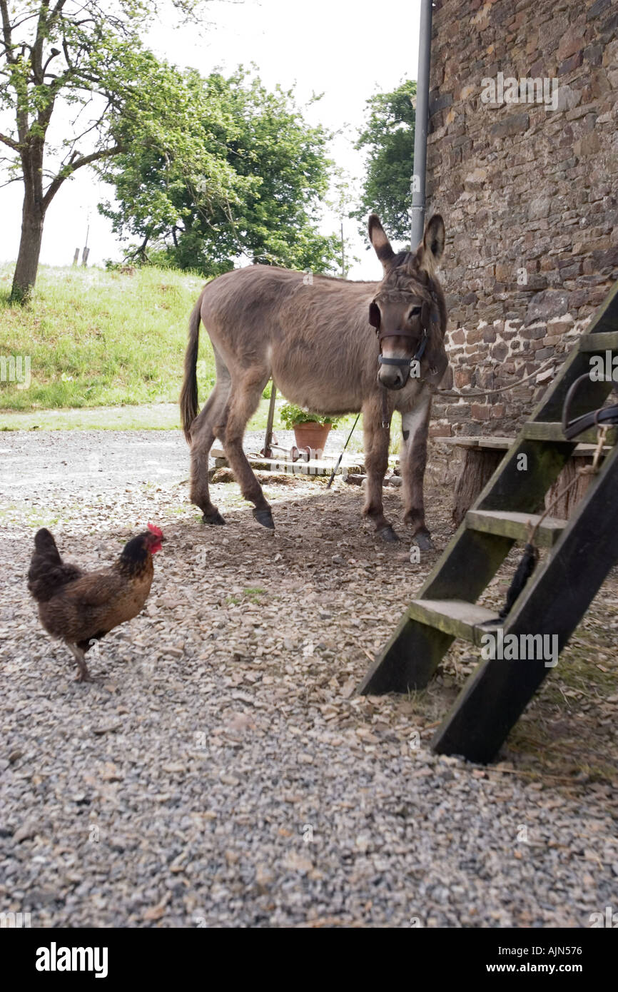 Donkey and hen Stock Photo - Alamy
