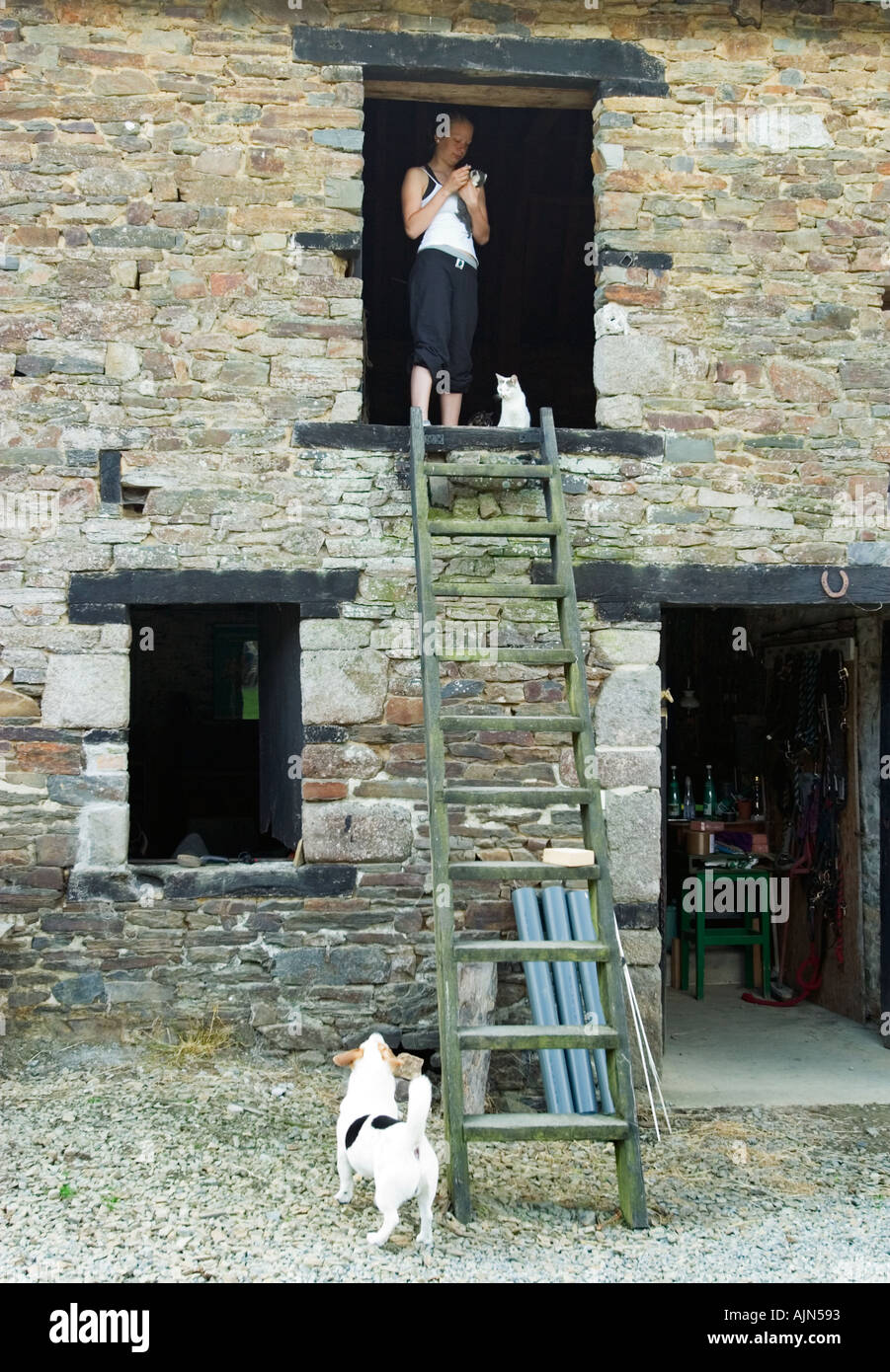 Barn cat dog hi-res stock photography and images - Alamy