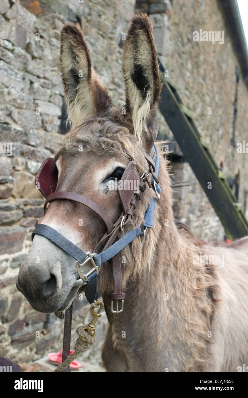 Donkey by ancient stone barn Stock Photo - Alamy