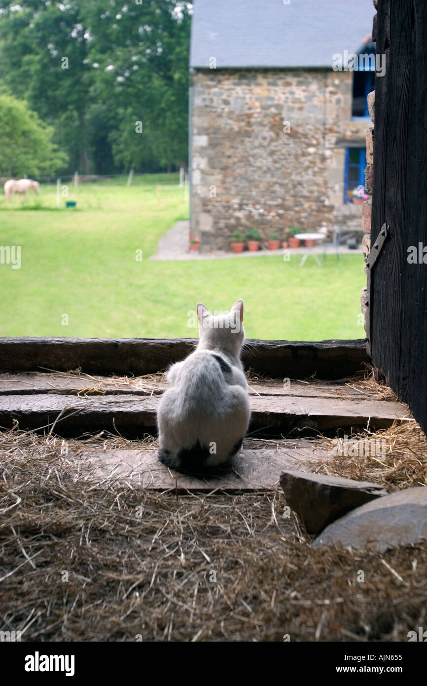Cat in barn Stock Photo - Alamy