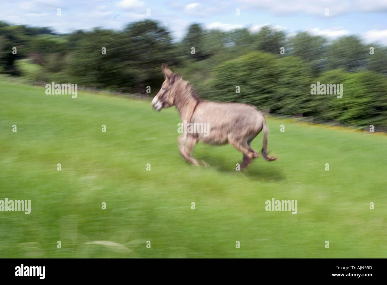 Donkey run hi-res stock photography and images - Alamy