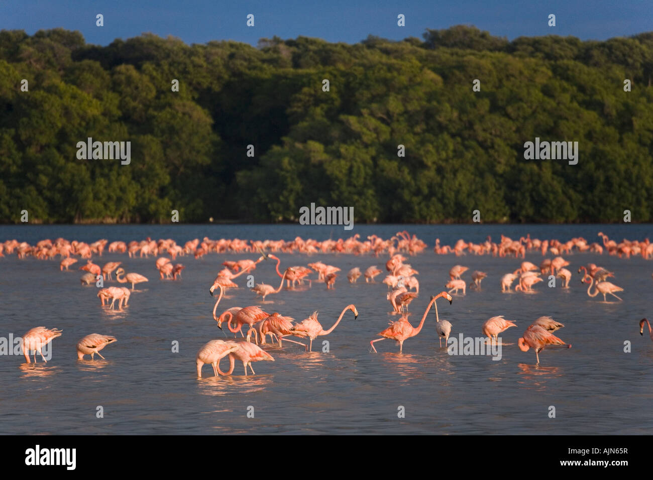 Pink Flamingos in the National Reserve of Celestun Yucatan Mexico 2005 ...