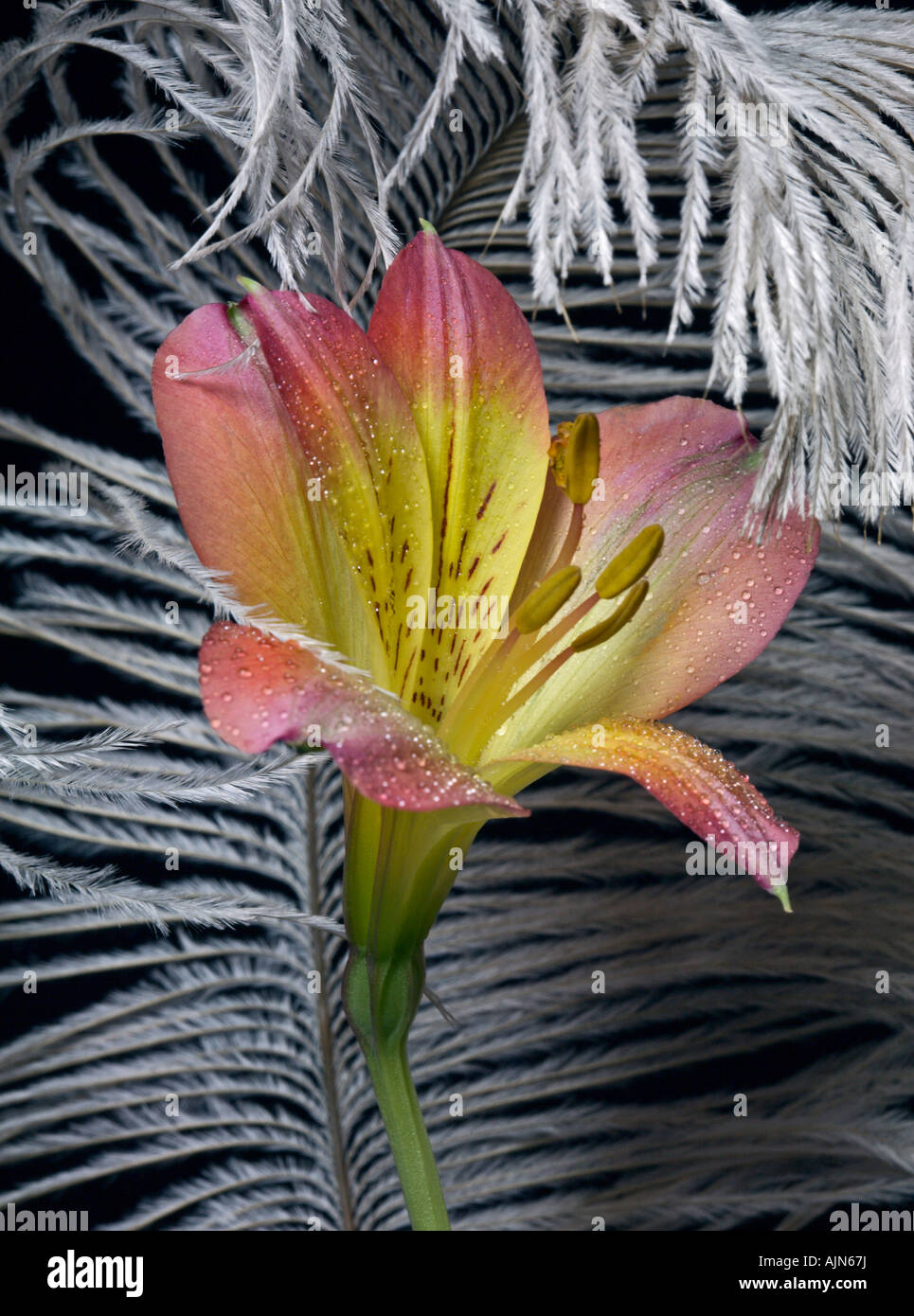 Alstroemeria (Peruvian Lily) and Cream feather Stock Photo - Alamy
