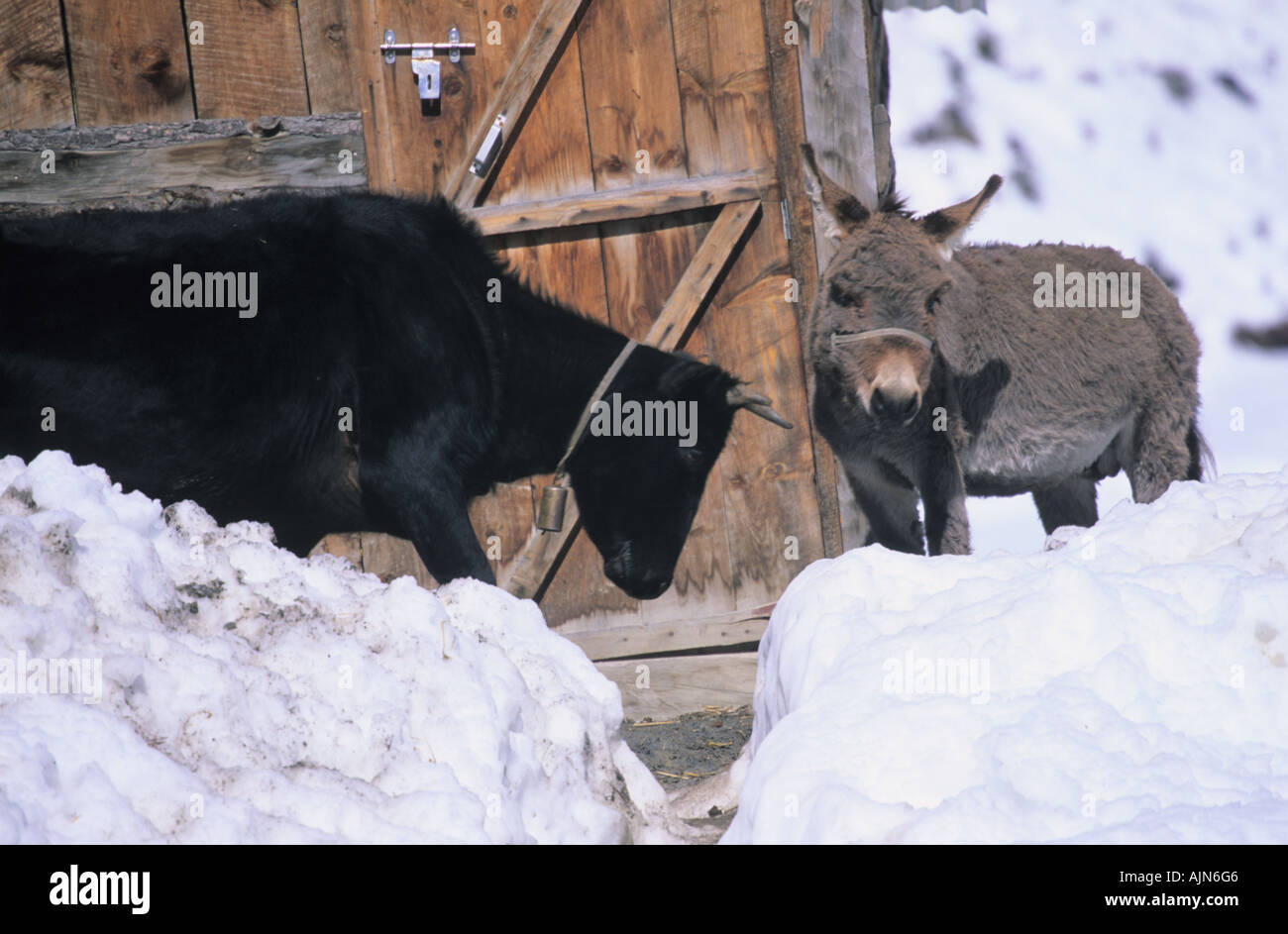 Domesticated animals in Braga Mungji area Annapurna Conservation Area ...