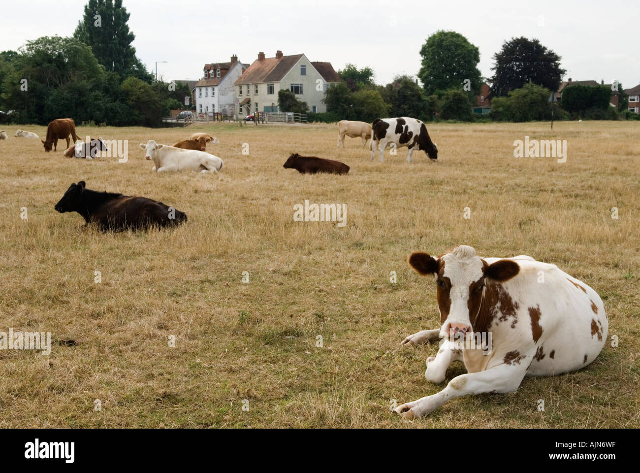 Dorney Common cattle grazing Common Rights, Eton Wick. Buckinghamshire ...