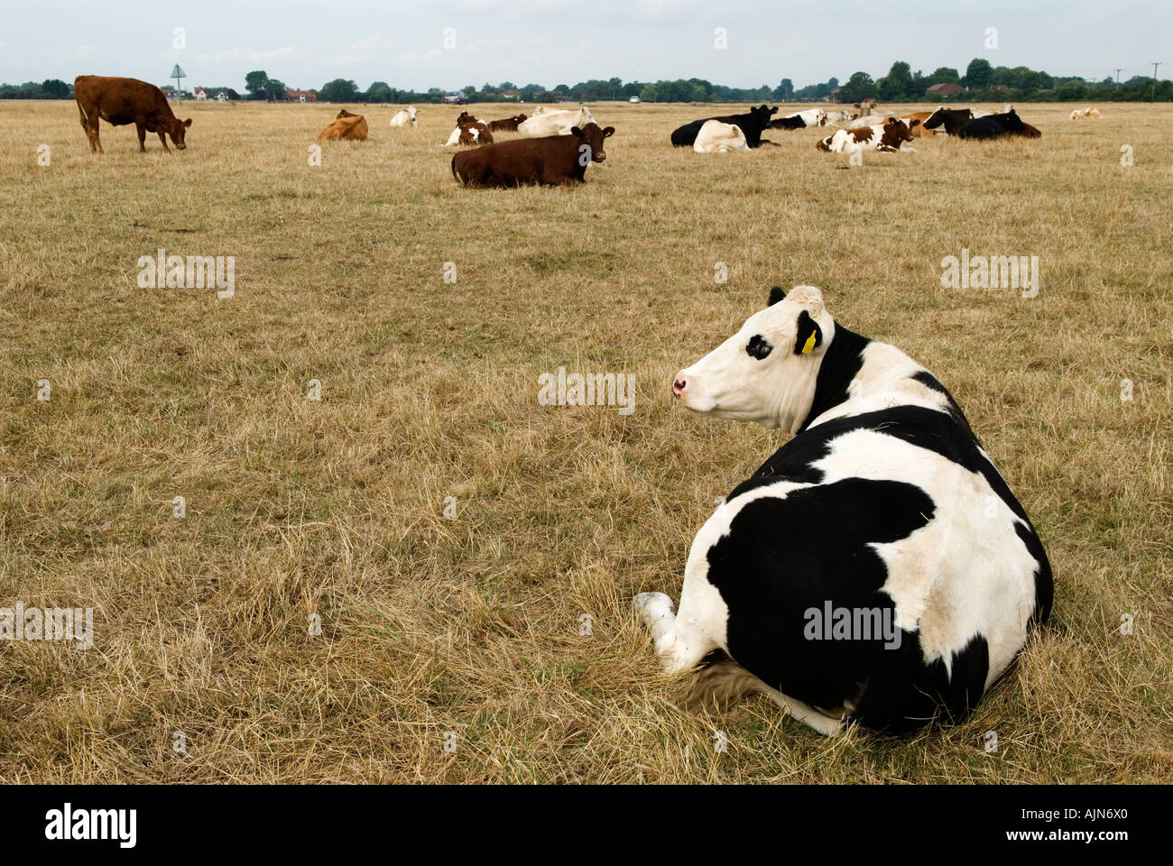 Dorney Common cattle grazing Commoners Rights, Eton Wick ...
