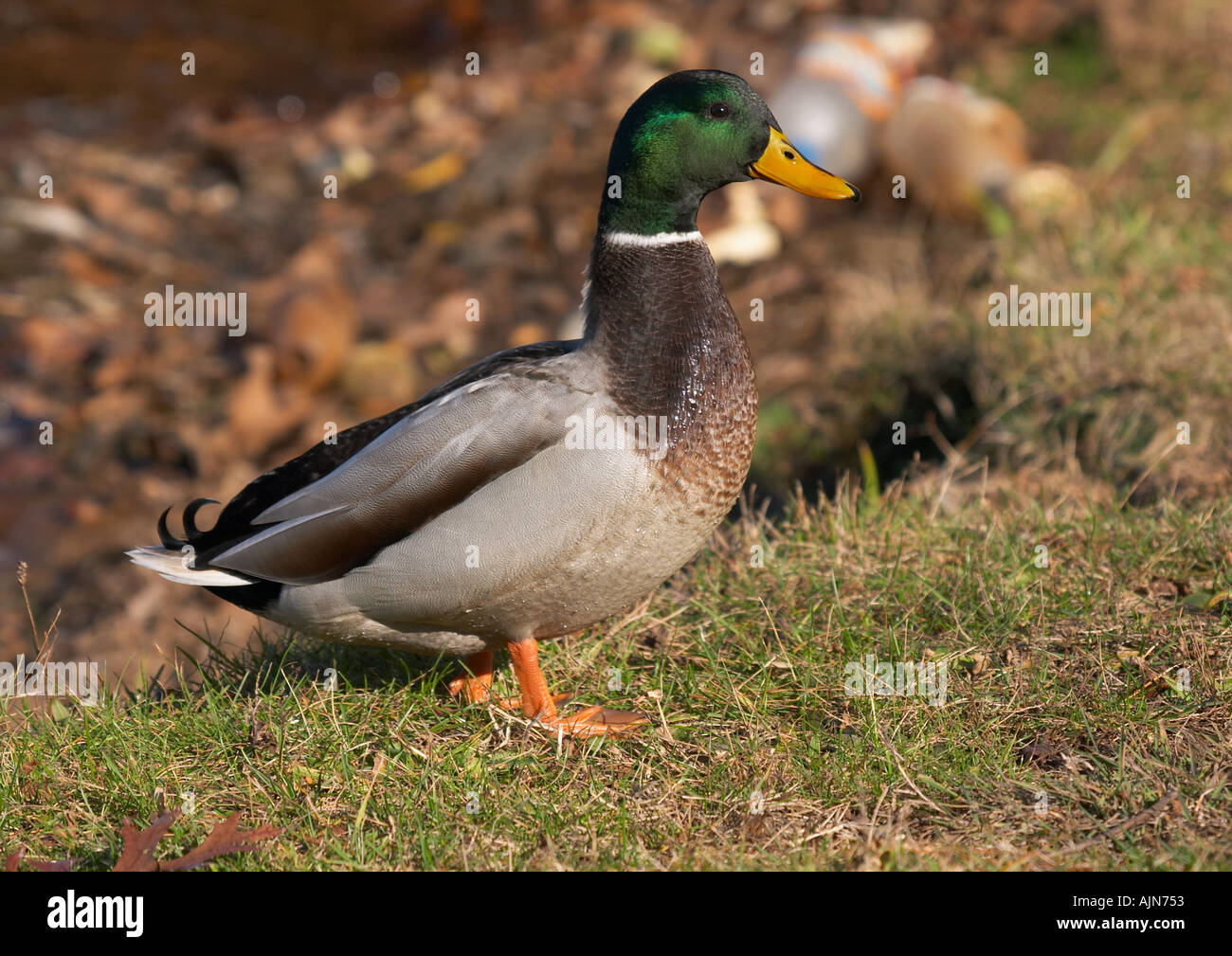 Ducky duck hi-res stock photography and images - Alamy