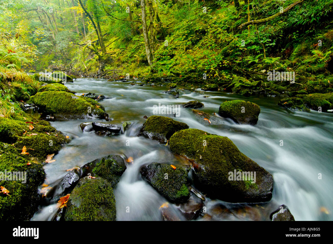 River Brathay in woodland downstream of Colwith Force Waterfall in The ...