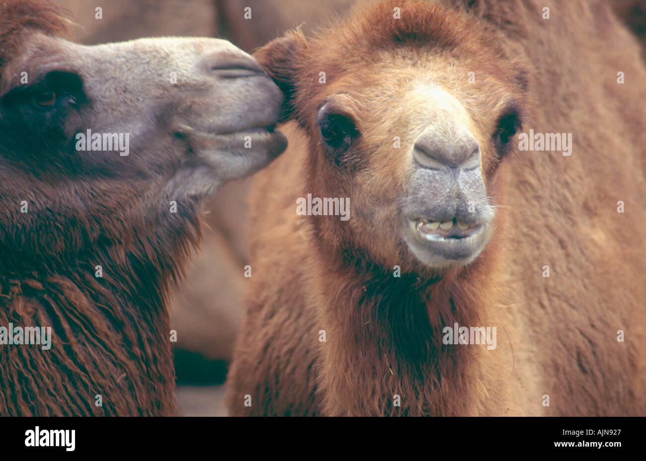 Bactrian camels Camelus bactrianus Stock Photo - Alamy