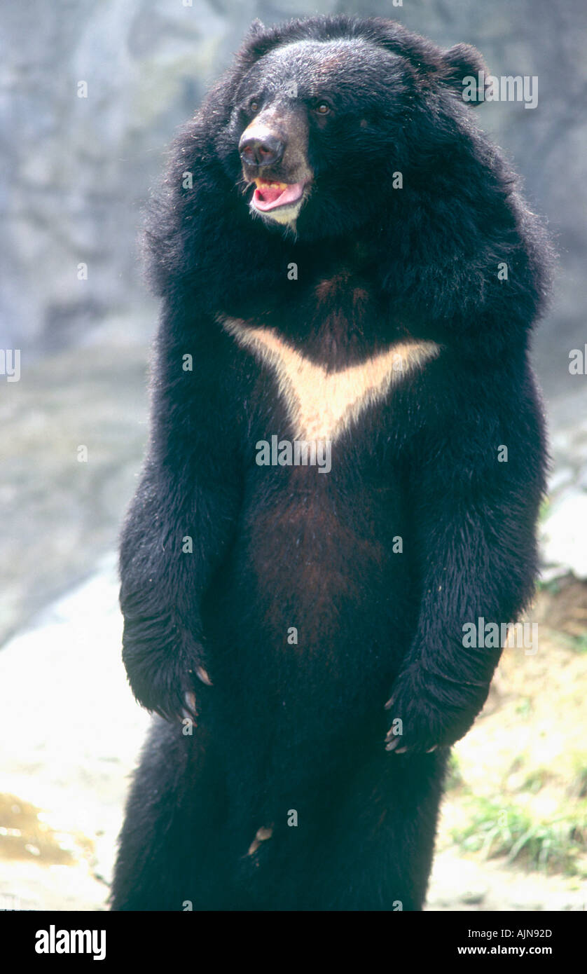 Snarling Black Bear