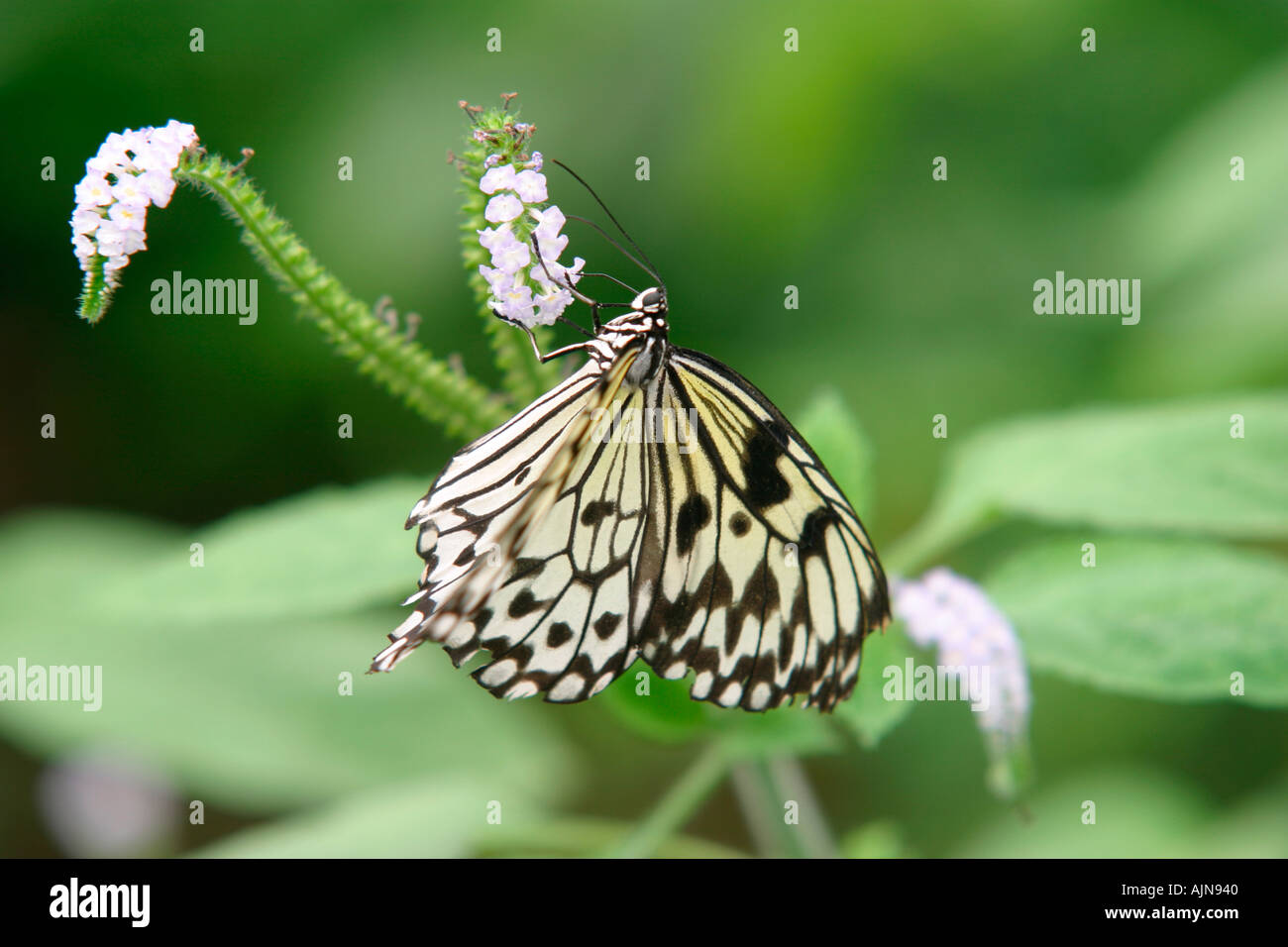 White tree Nymph butterfly Idea leuconoe on white flower Stock Photo ...