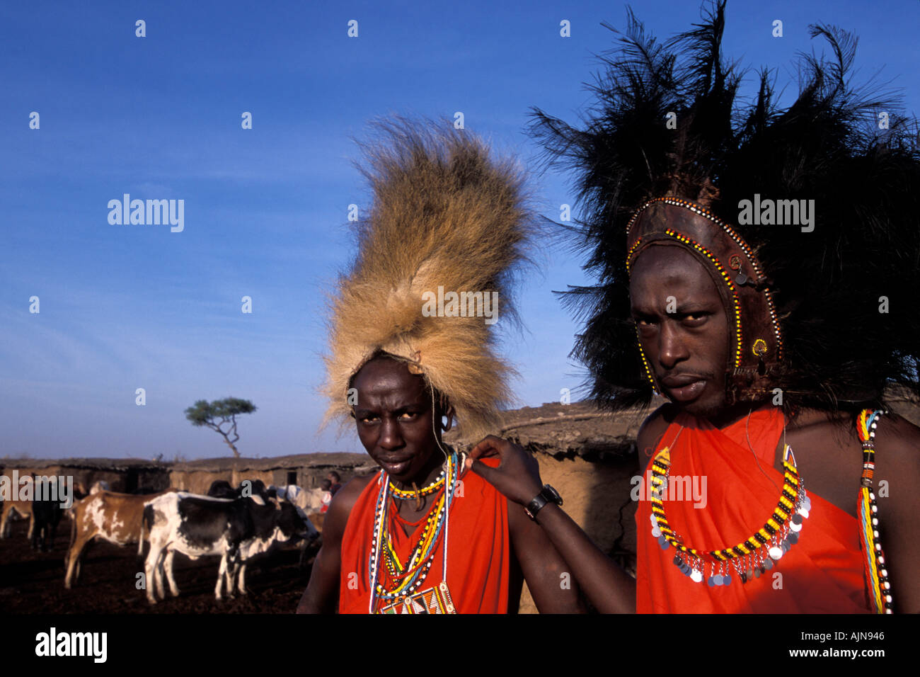 Lion morani hi-res stock photography and images - Alamy
