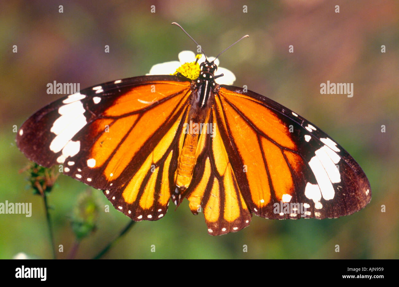 Common Tiger Butterfly Danaus genutia southern China Stock Photo - Alamy