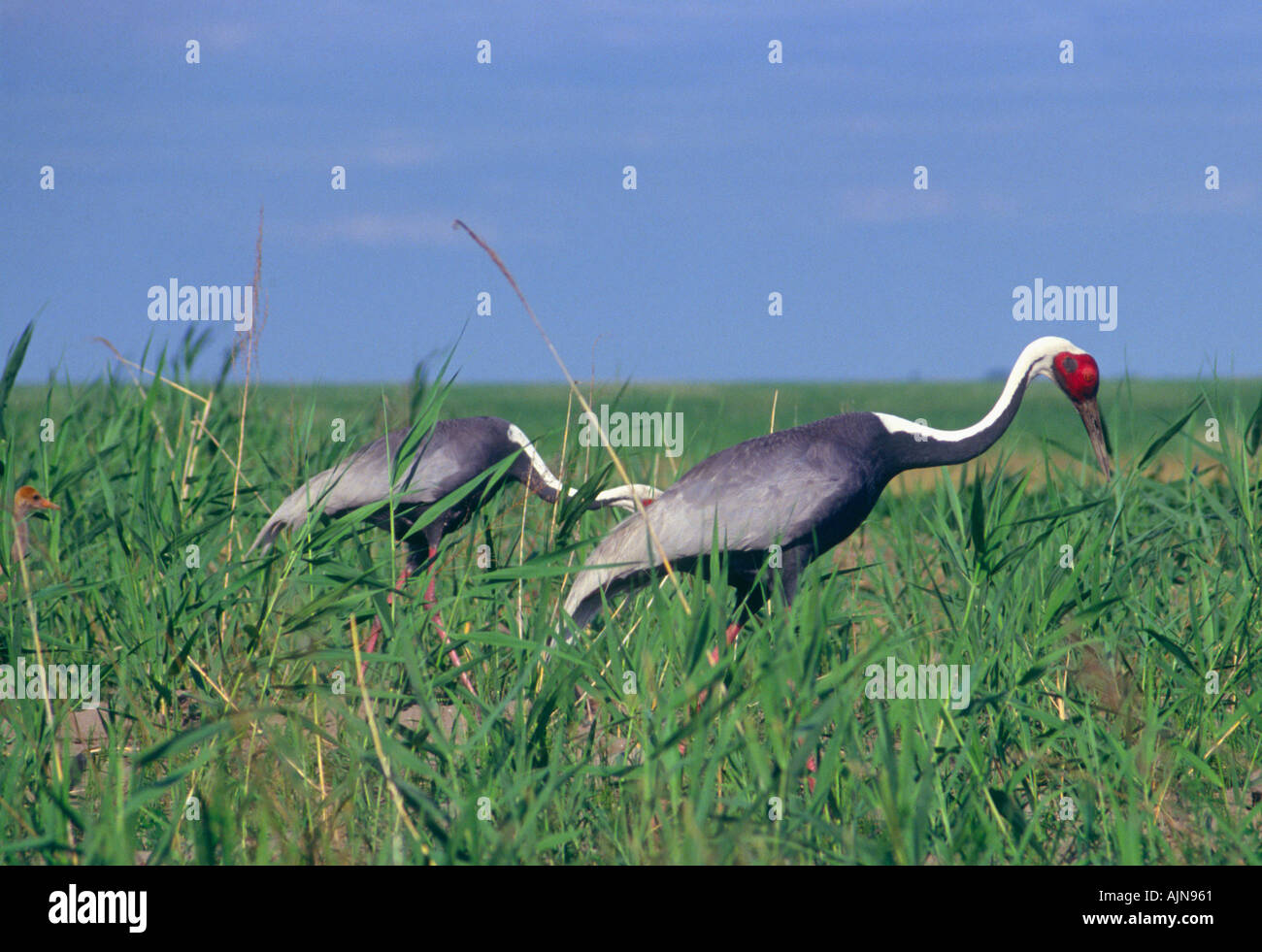 Manchuria crane hi-res stock photography and images - Alamy