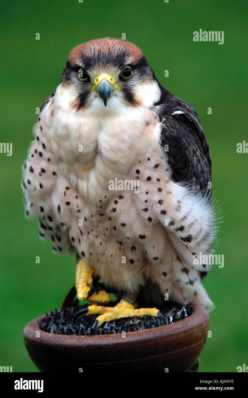 Falconry block hi-res stock photography and images - Alamy