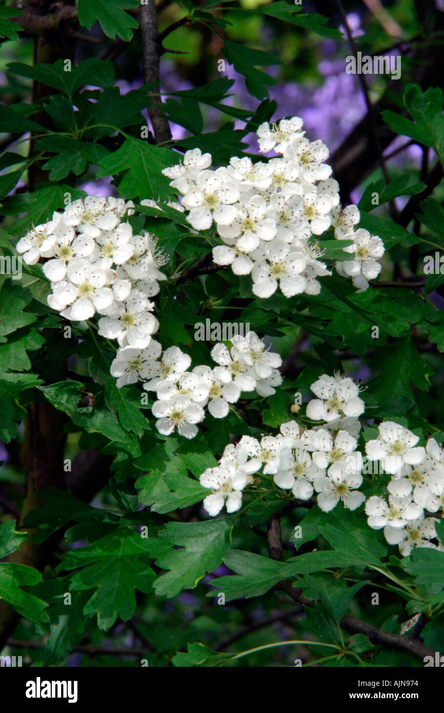 Whitethorn in bloom Stock Photo - Alamy