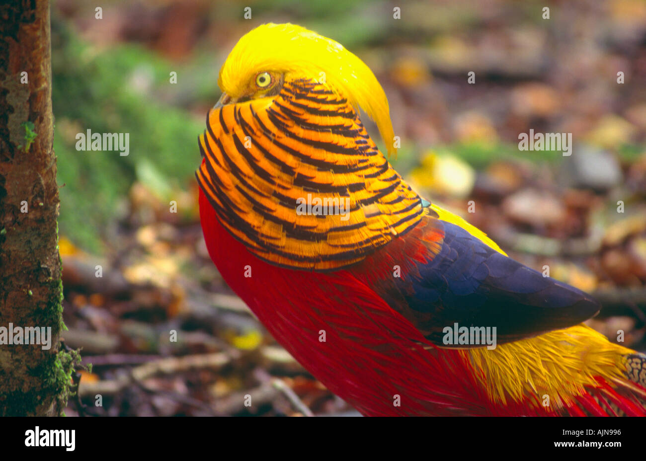 Golden Pheasant Chrysolophus pictus China only Stock Photo - Alamy