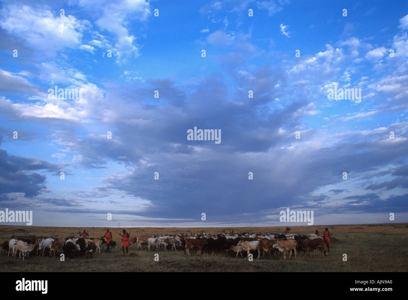Masai Herd Their Cattle in the Masai Mara Stock Photo - Alamy