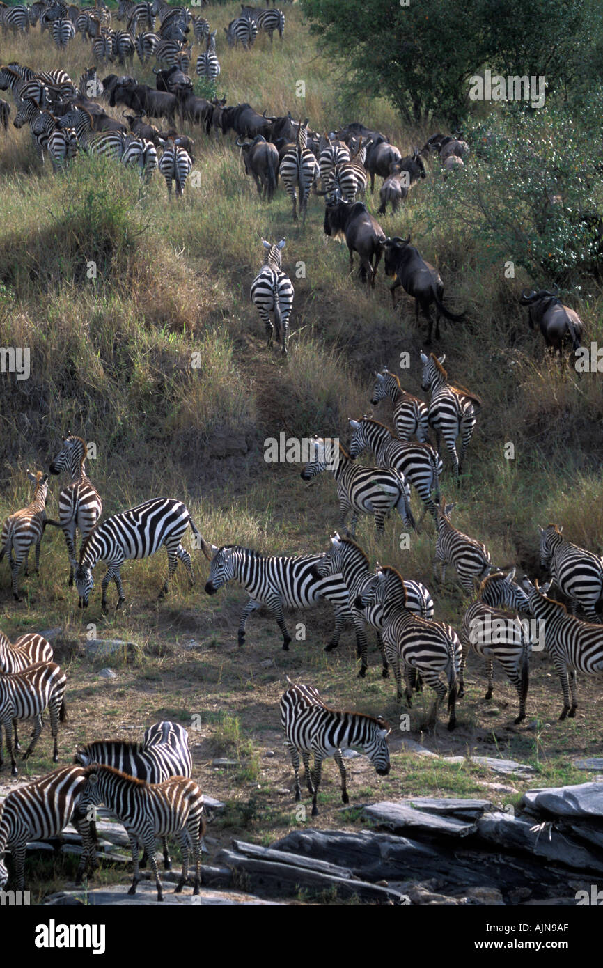 The Great Migration of Zebras across the Mara River Kenya Stock Photo ...
