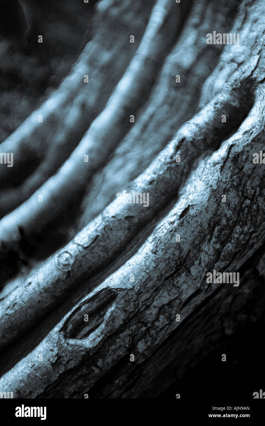 Skeletal tree roots Stock Photo - Alamy