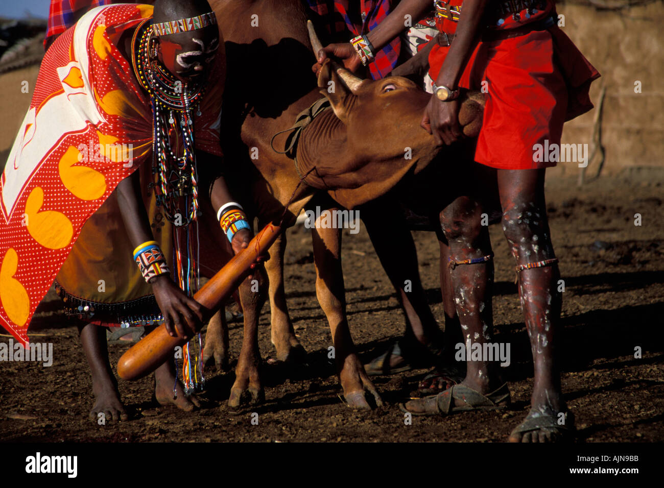 Masai Collecting Cow s Blood from Venipuncture Stock Photo - Alamy