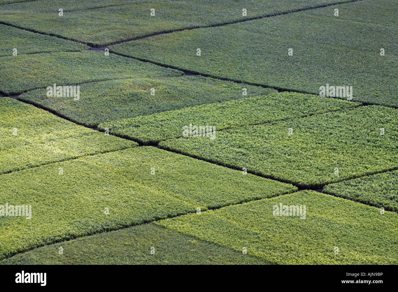 aerial view of sugar cane fields Stock Photo - Alamy