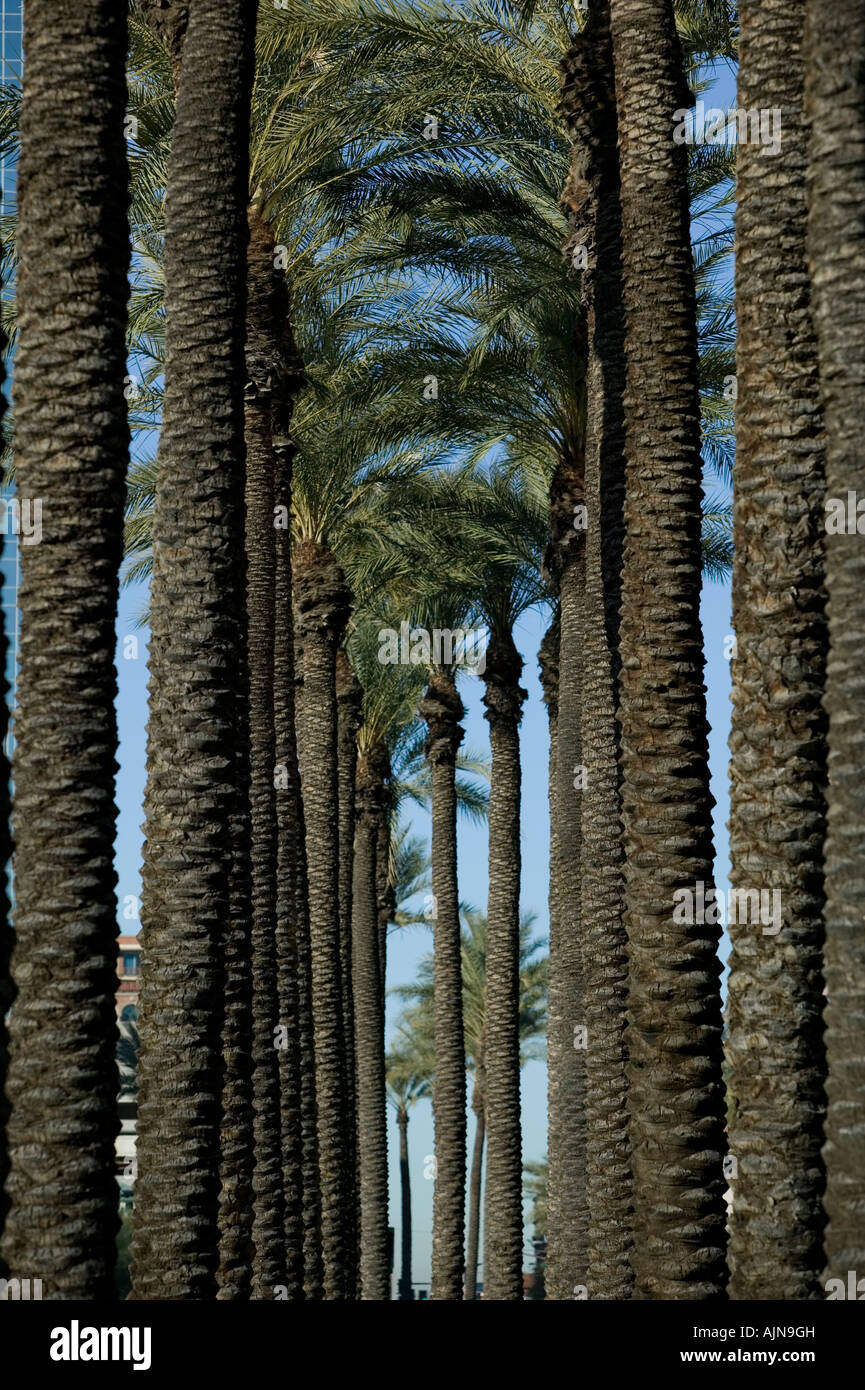Palm Tree Arcade Stock Photo - Alamy