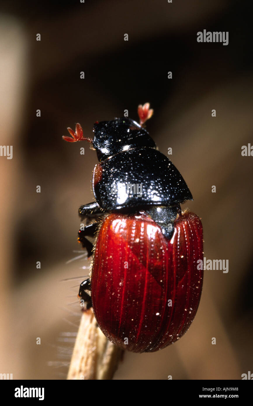 Dung Beetle (Aphodius fimetarius) a common species in cow dung etc ...