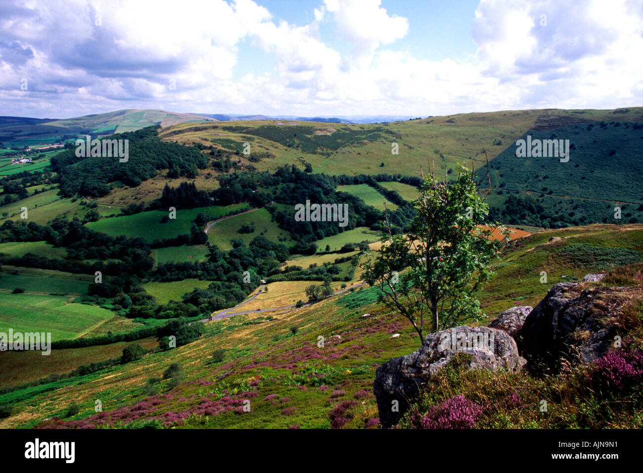 Heather or Ling (Calluna vulgaris) flowering on upland heath Stock ...