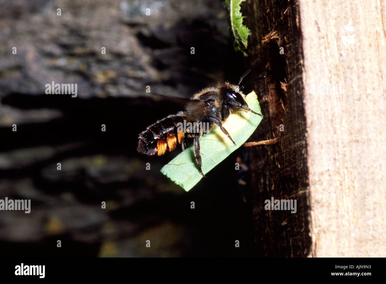 Female Leaf cutter Bee (Megachile sp Stock Photo - Alamy