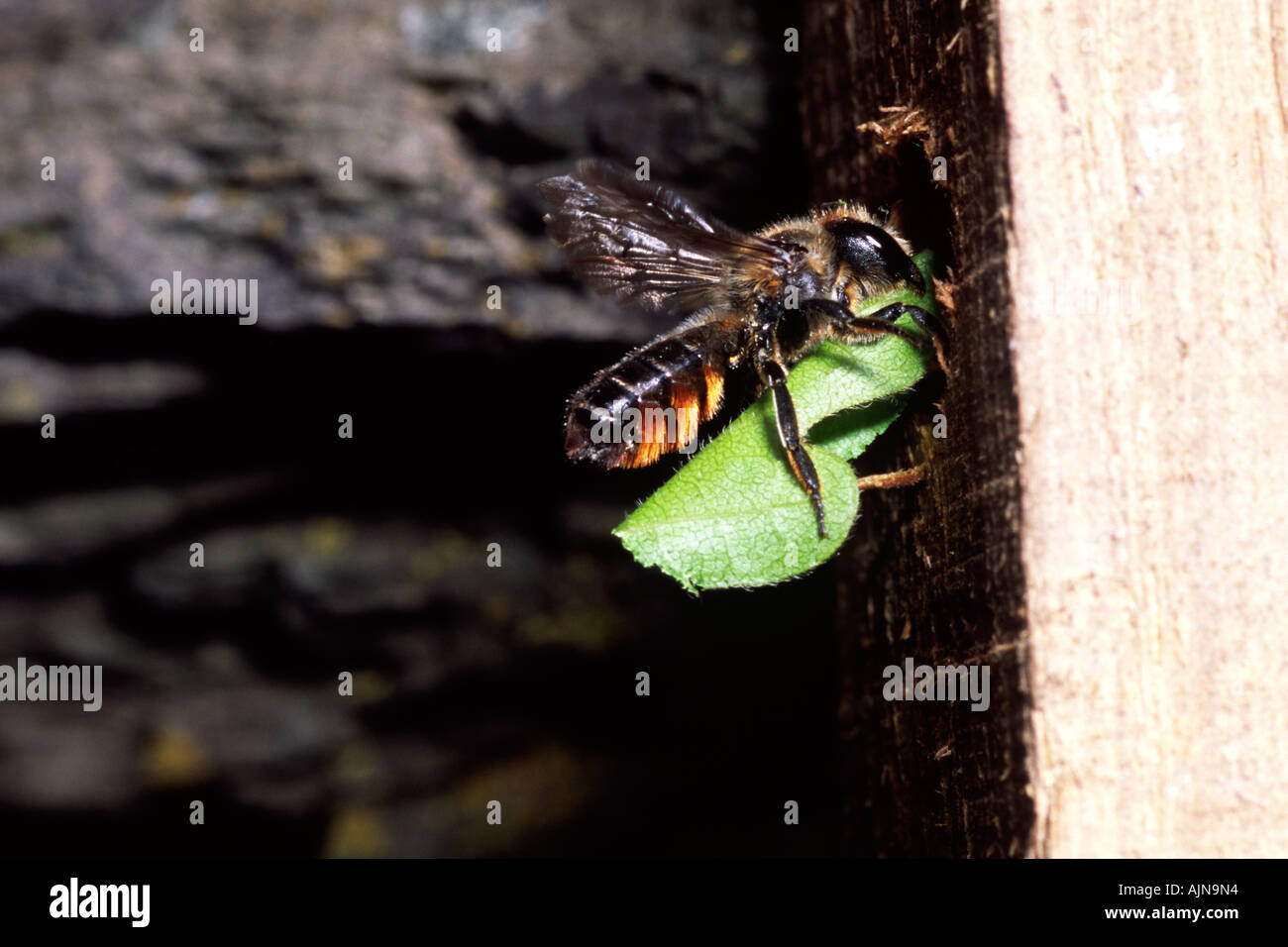 Female Leaf cutter Bee (Megachile sp Stock Photo - Alamy