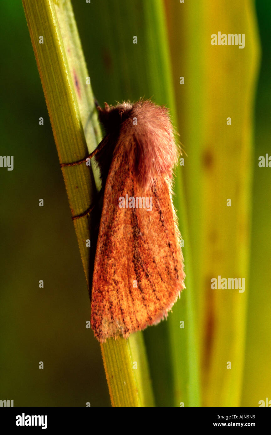 Small Wainscot Moth (Chortodes pygmina) roosting amongst leaves of ...