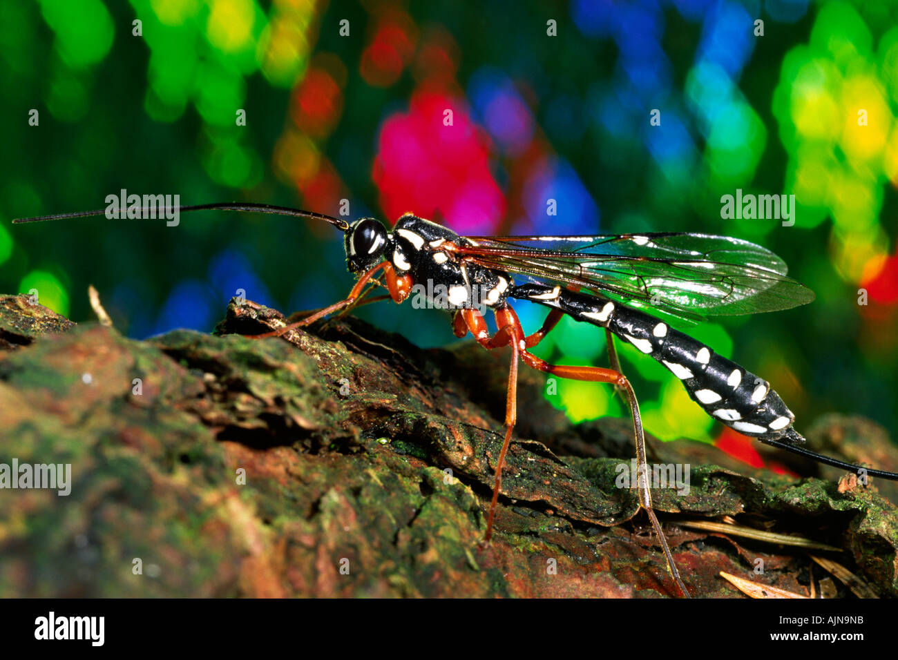 Female Ichneumon Wasp (Rhyssa persuasoria Stock Photo - Alamy