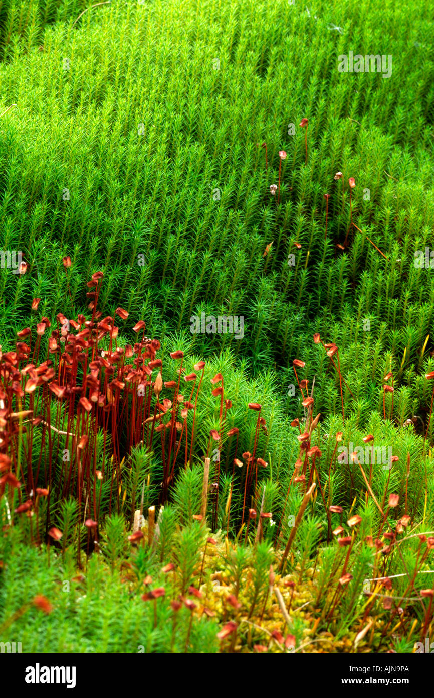 Polytrichum commune moss. A mound of the moss some with fruiting ...