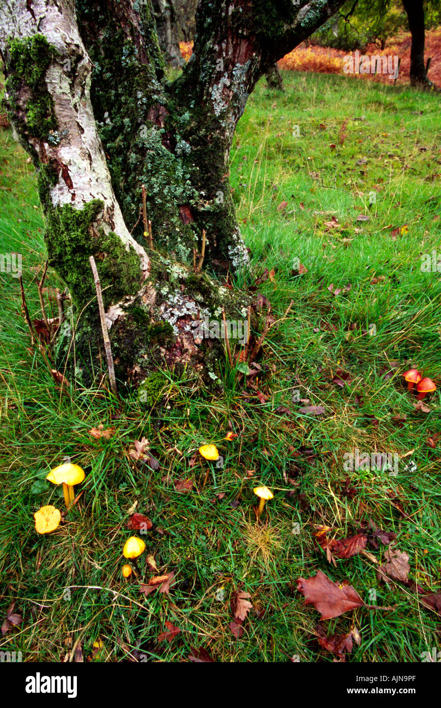 Sorbus Sp Rot High Resolution Stock Photography and Images - Alamy