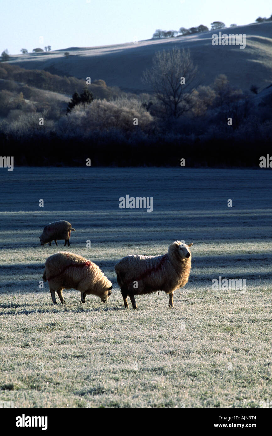 Beulah sheep hi-res stock photography and images - Alamy