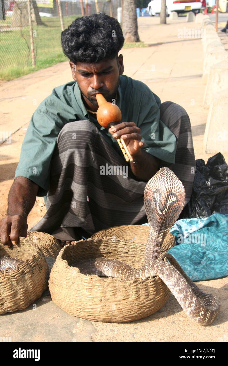 A snakecharmer on the streets of Colombo, Sri Lanka. He is charming a ...