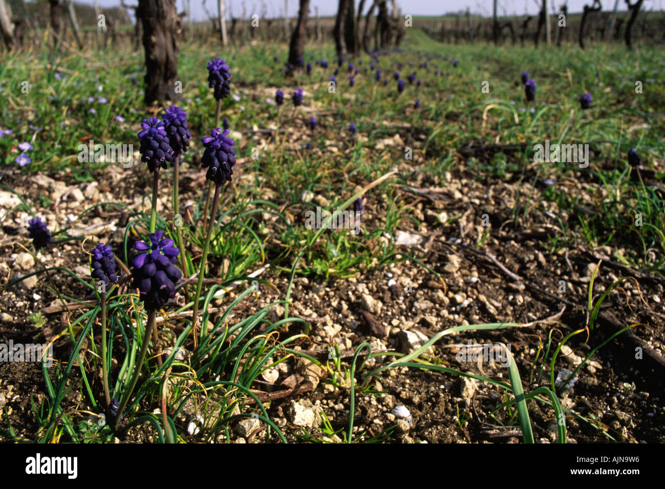 Grape Hyacinths (Muscari atlanticum) flowering in a vineyard in early ...
