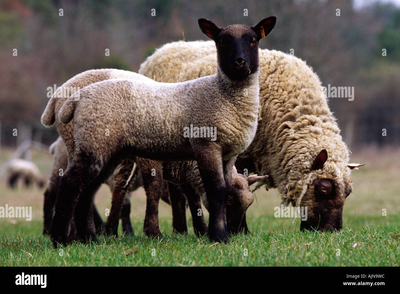 Clun forest lamb hi-res stock photography and images - Alamy
