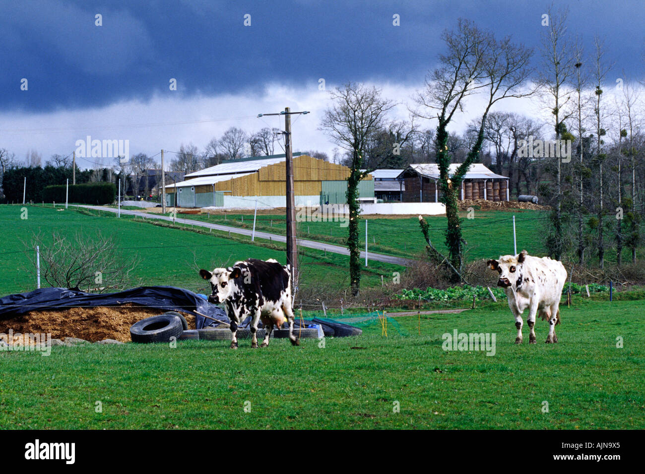 Normande cow france hi-res stock photography and images - Alamy