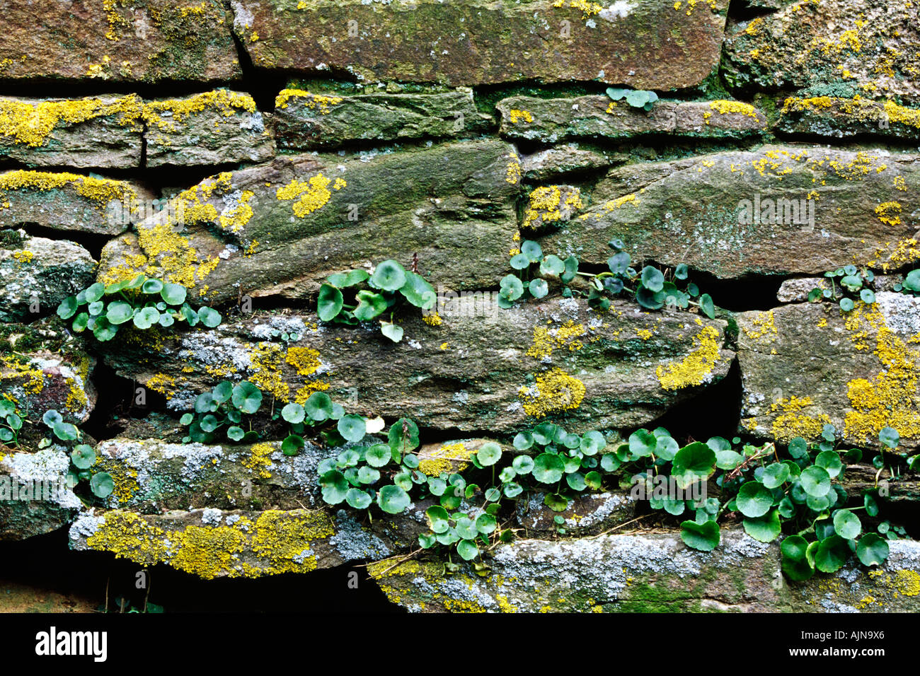 Navelwort (Umbilicus rupestris) plants growing out of an old stone wall ...