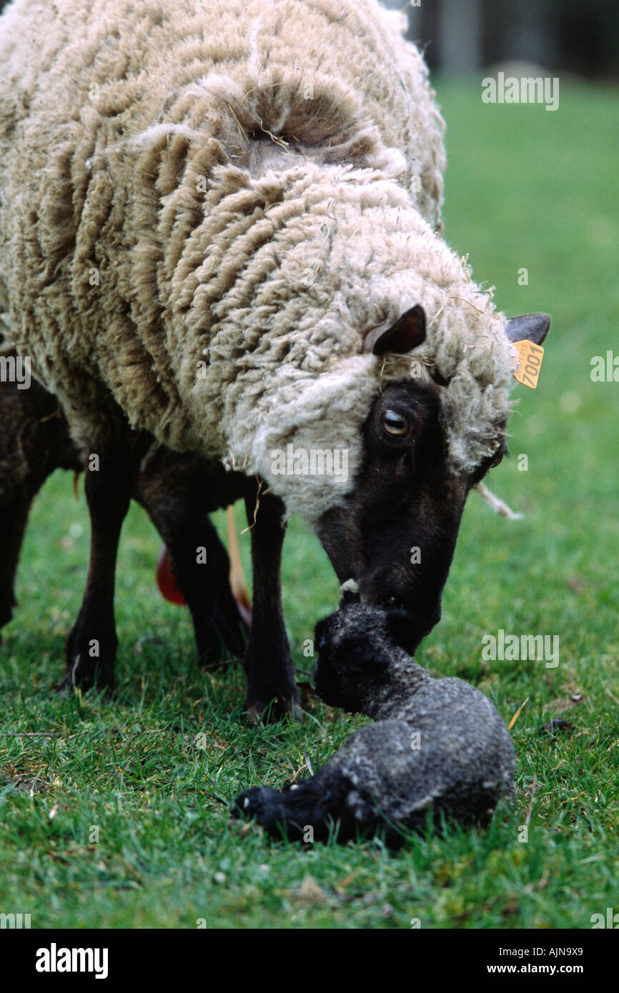 Clun sheep hi-res stock photography and images - Alamy
