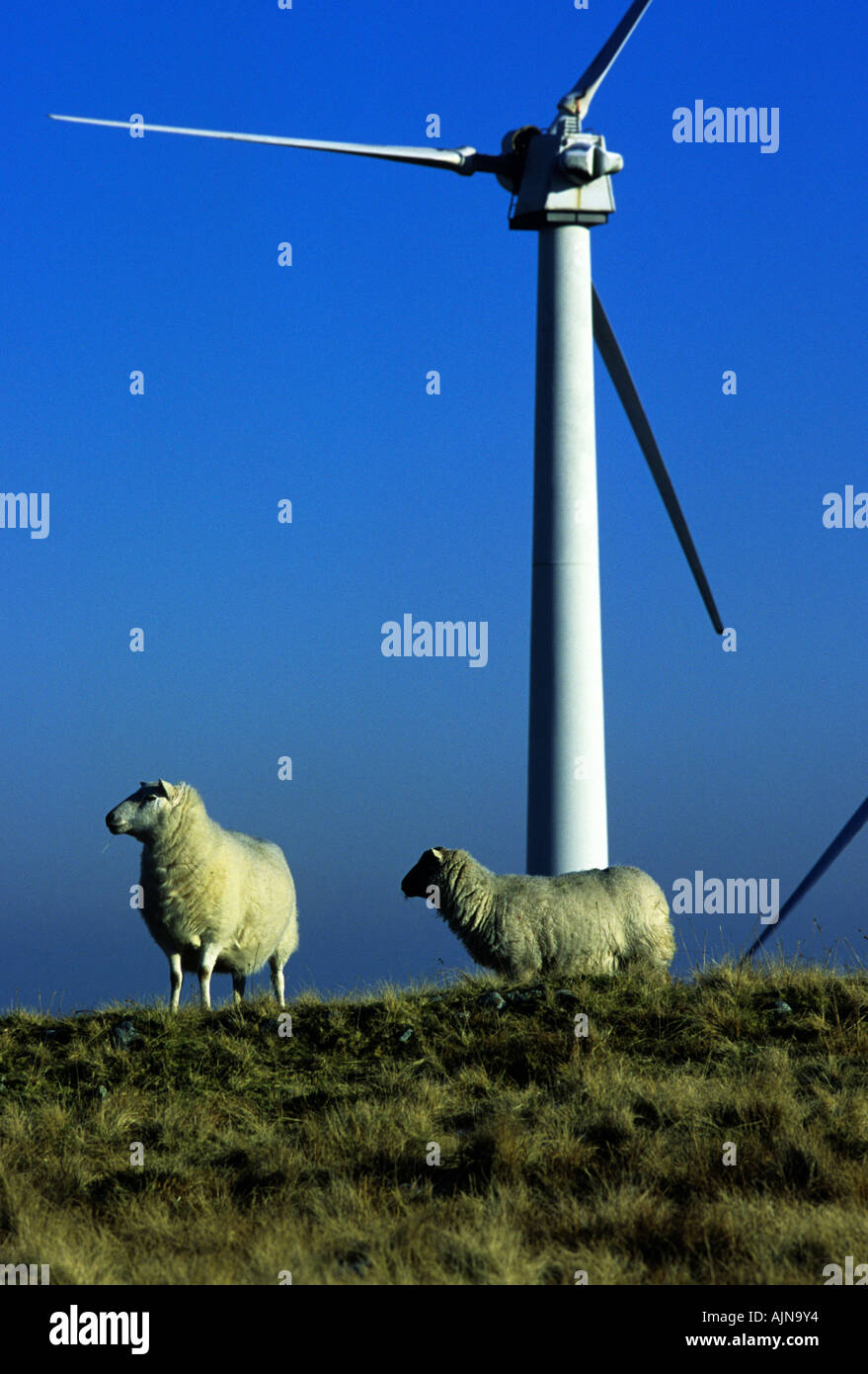 Sheep below a wind turbine of Llandinam Wind Farm. Powys, Wales, UK ...