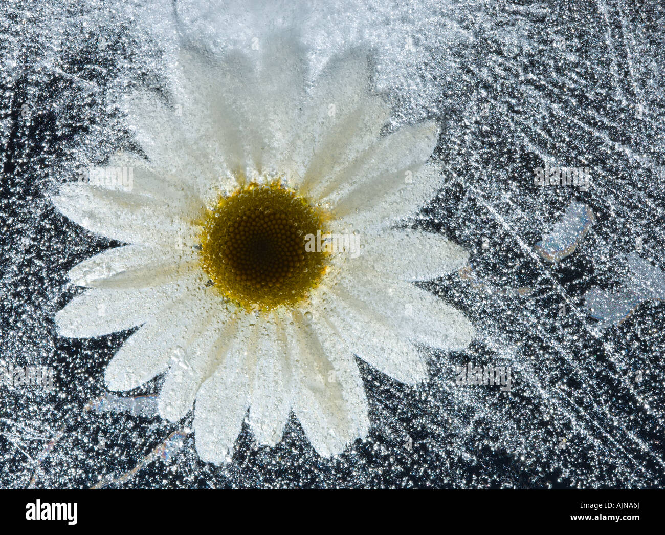 Ice encased ox eye daisies Stock Photo - Alamy