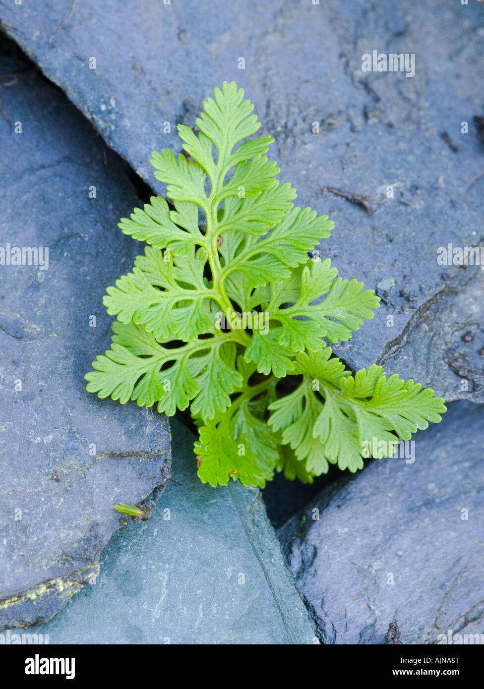 Parsley Fern High Resolution Stock Photography and Images - Alamy
